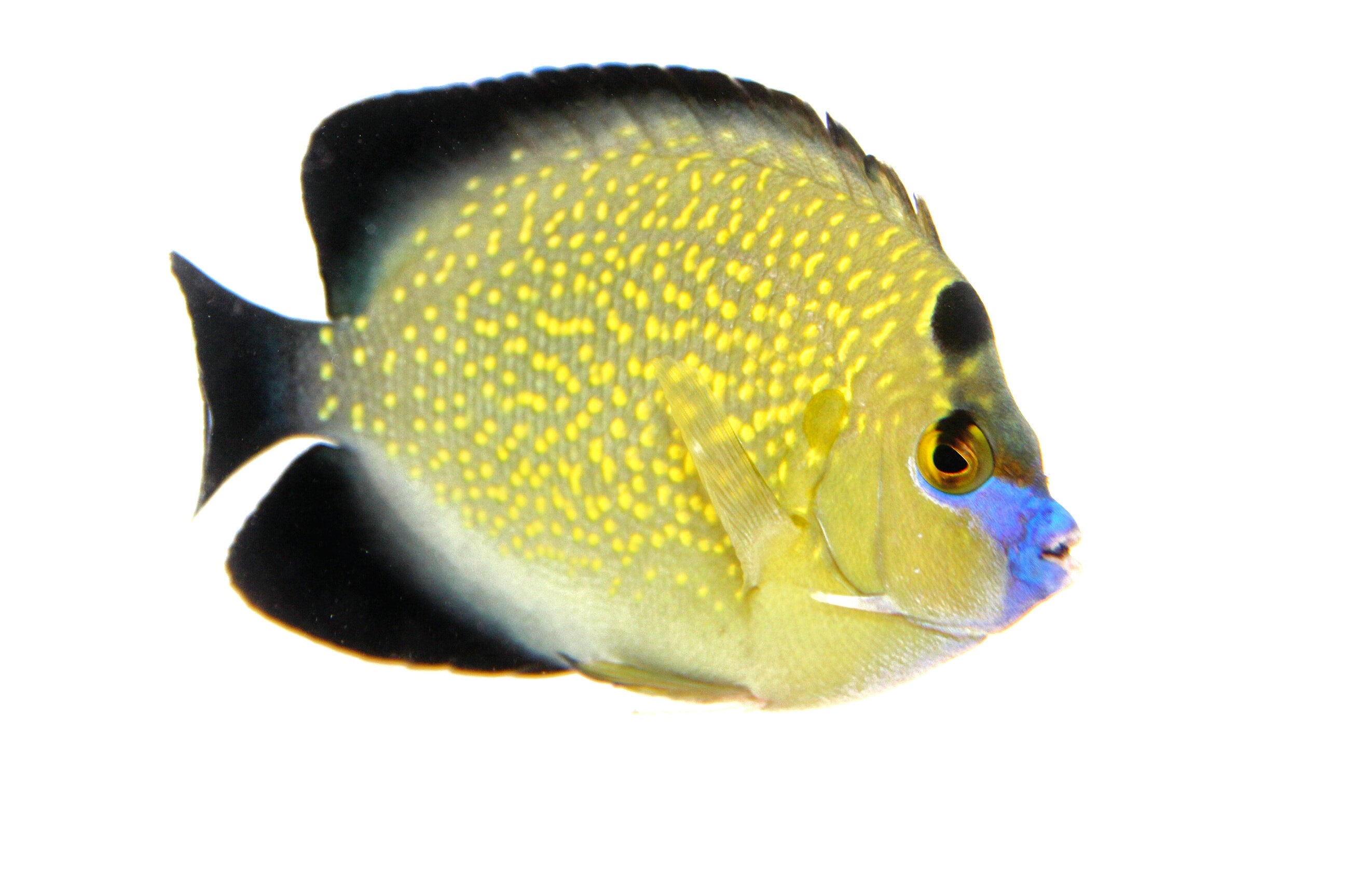 Biota Captive bred Goldflake Angelfish | 247 Aquariums