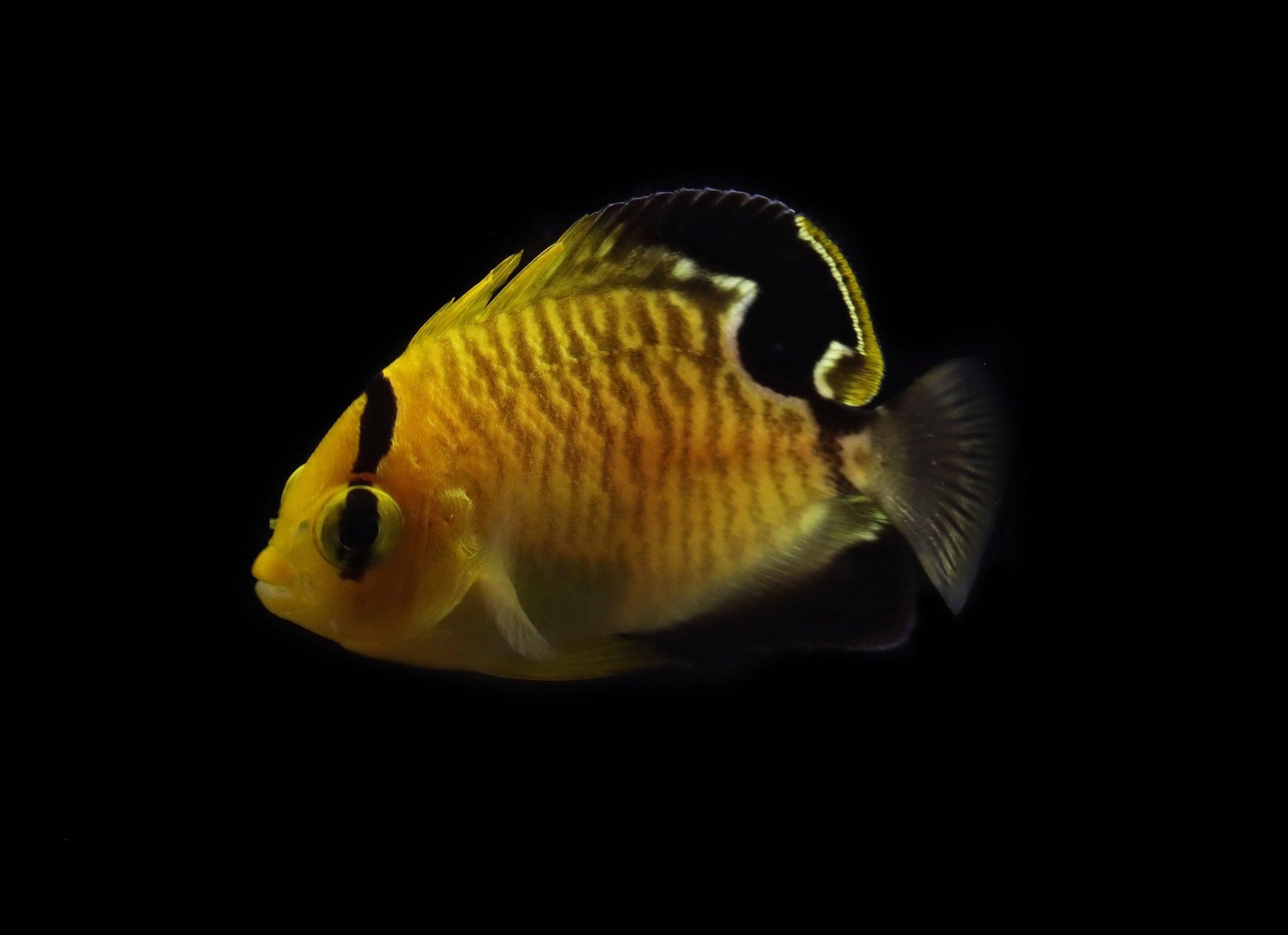 Biota Captive bred Goldflake Angelfish | 247 Aquariums